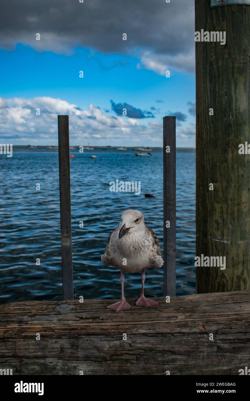 Life at Chatham Pier - Cape Cod, New England Stock Photo - Alamy