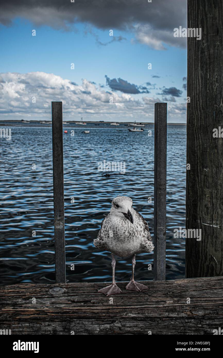 Life at Chatham Pier - Cape Cod, New England Stock Photo - Alamy