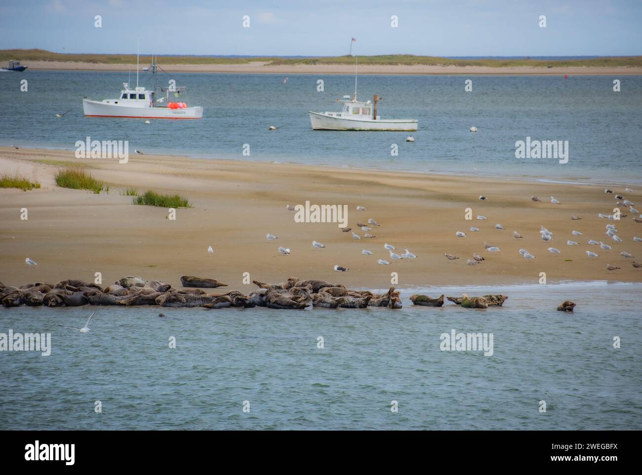 Life at Chatham Pier - Cape Cod, New England Stock Photo - Alamy