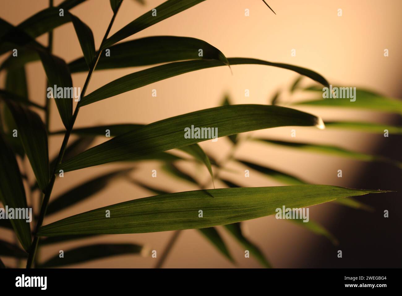 Root green hi-res stock photography and images - Alamy