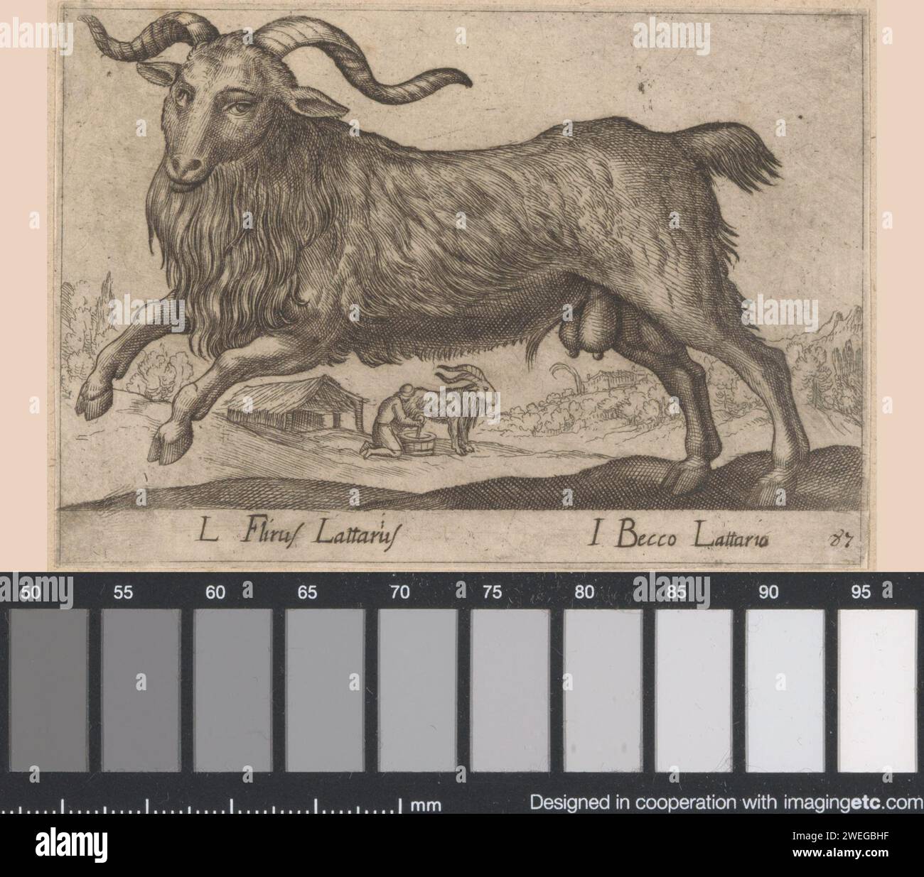 RAM, Antonio Tempesta, in OR Before 1650 print A ram in a landscape. In ...
