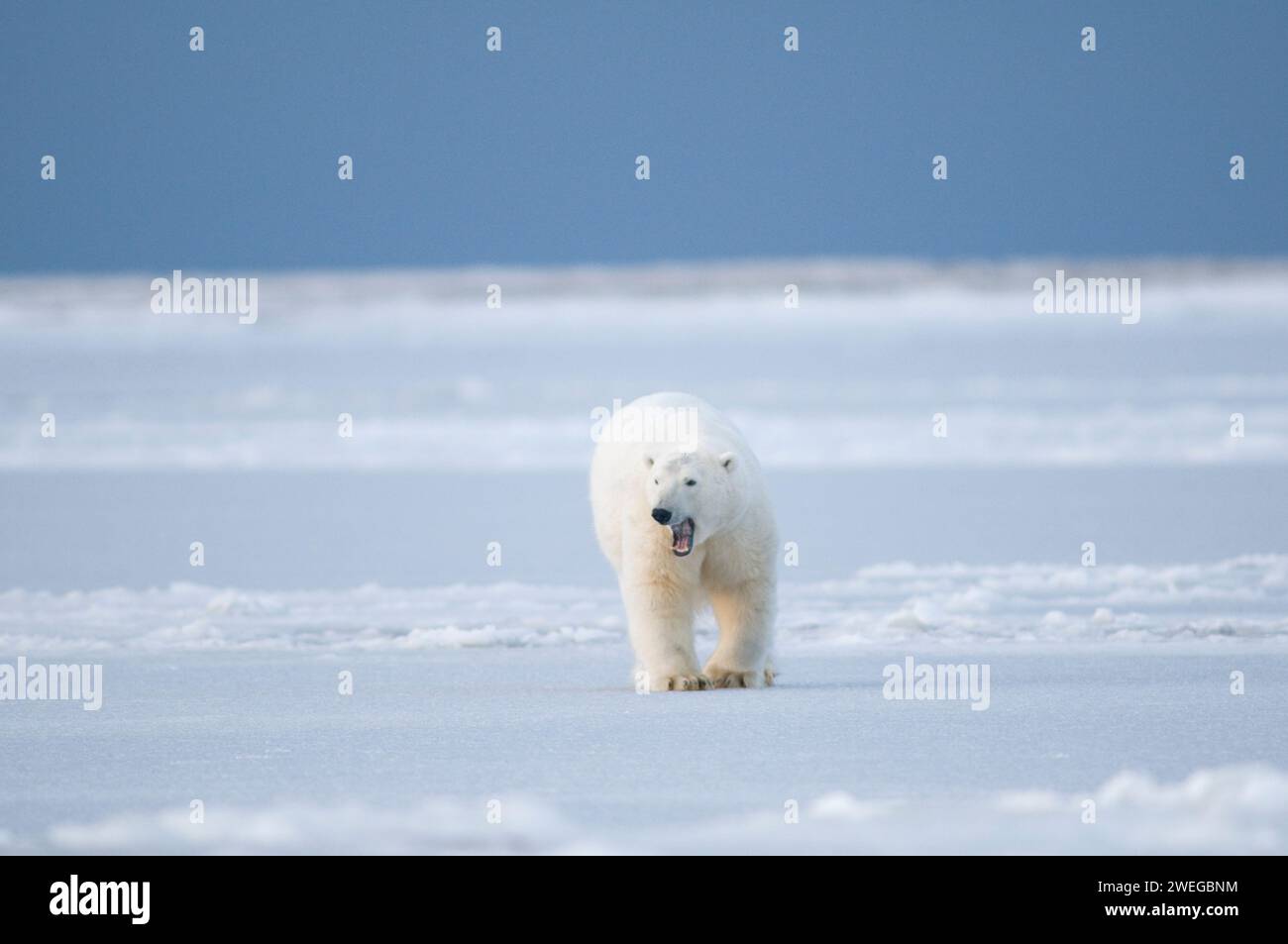 polar bear, Ursus maritimus, nervous adult boar yawns as it walks along ...