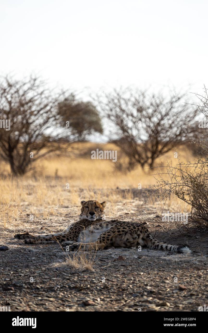 Beautiful cheetah resting in hi-res stock photography and images - Alamy