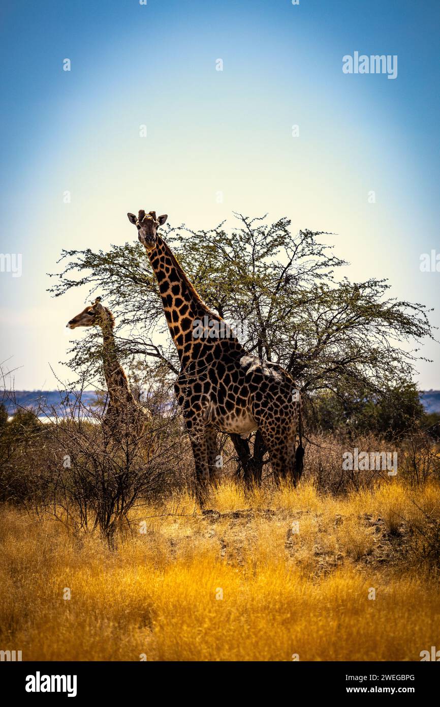 Long giraffes hi-res stock photography and images - Alamy Long giraffes hi-res stock photography and images - Alamy
