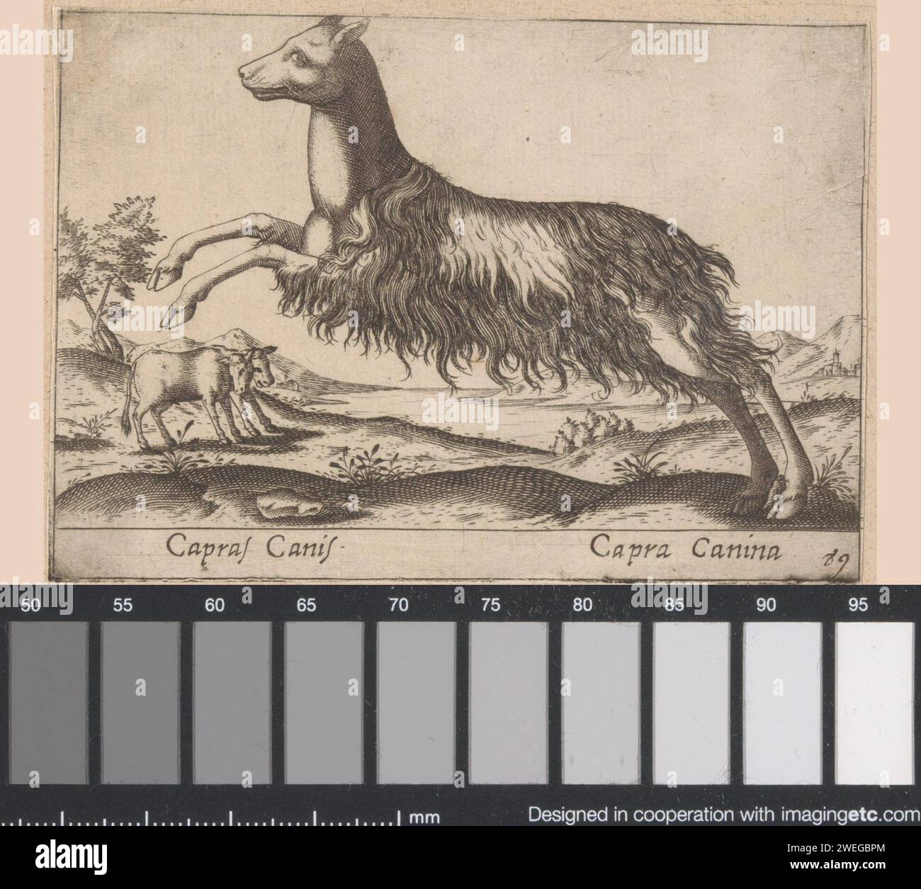 Two headed goat hi-res stock photography and images - Alamy