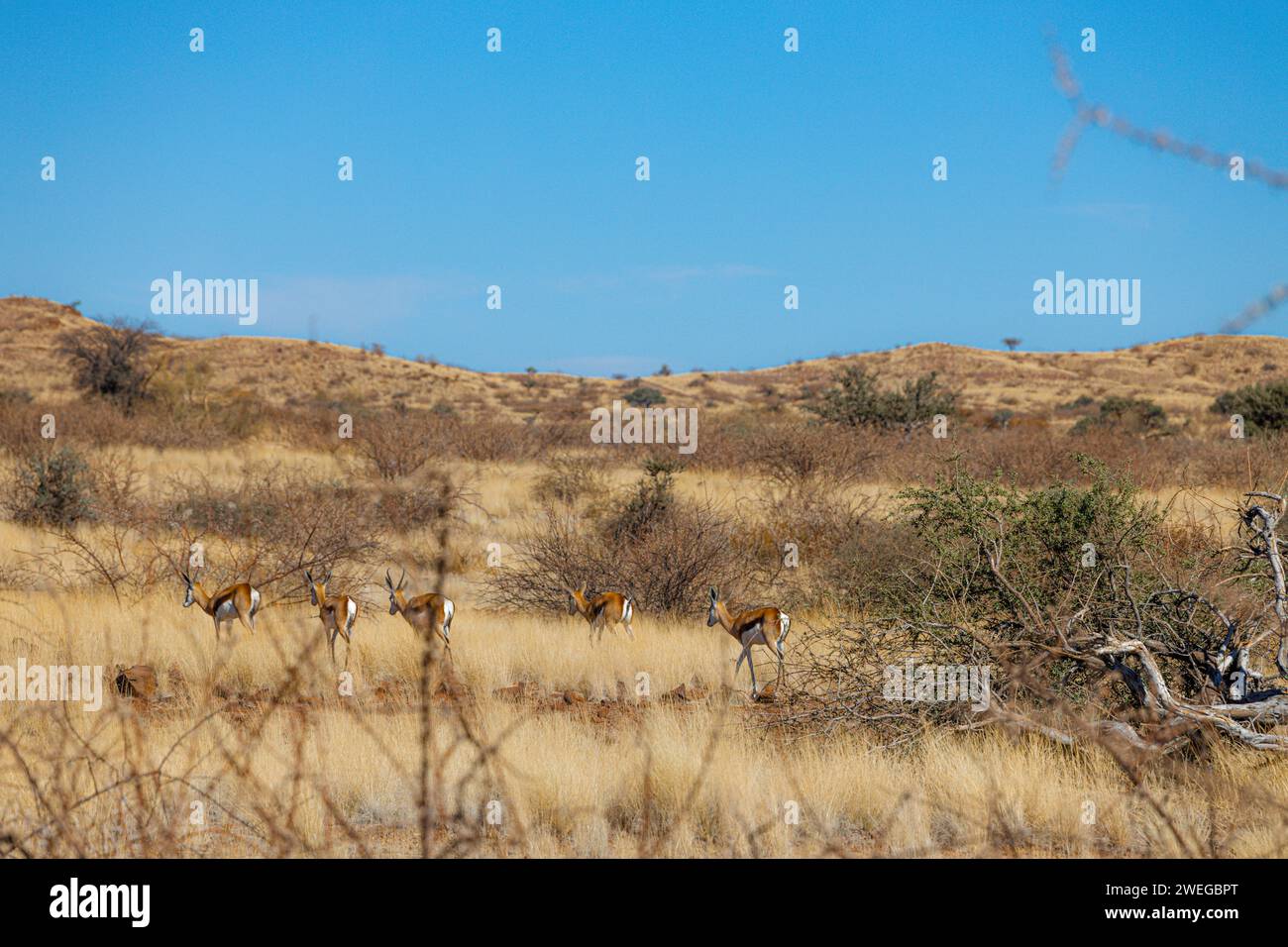Antelope on plain hi-res stock photography and images - Alamy