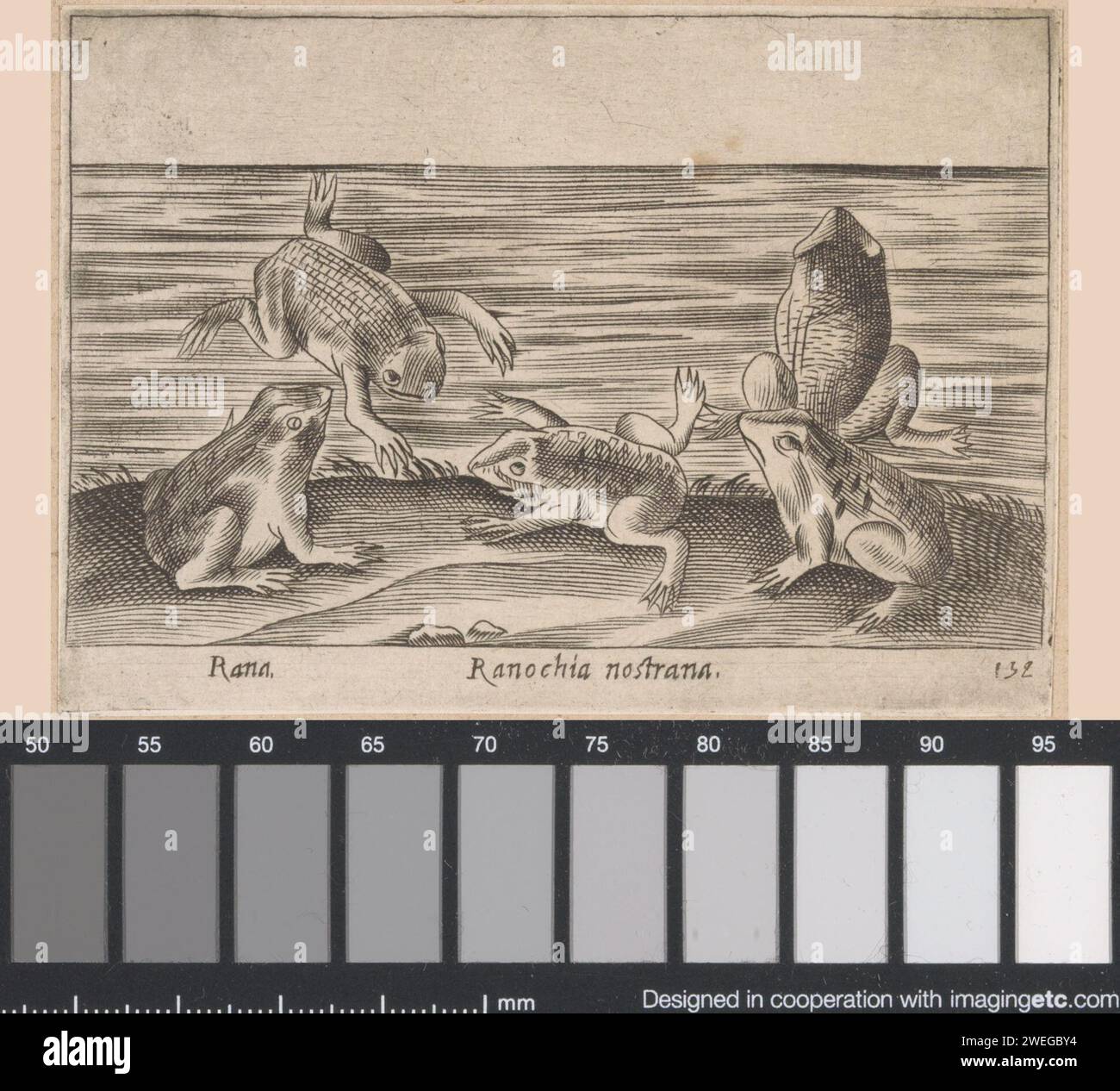 Five frogs, Antonio Tempesta, in or before 1650 print paper etching ...