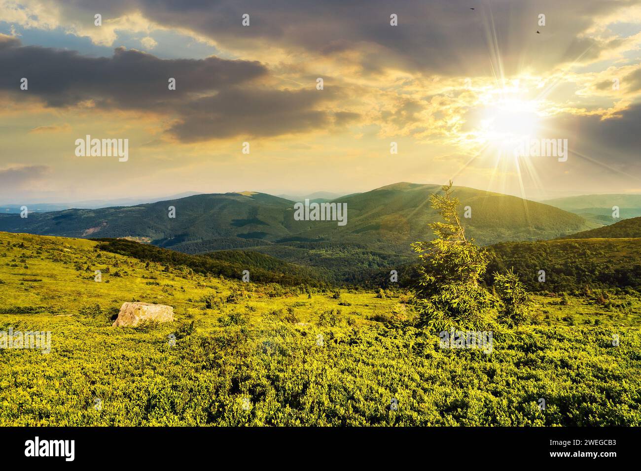conifer tree and stone in the grass on hillside on top of high mountain ...
