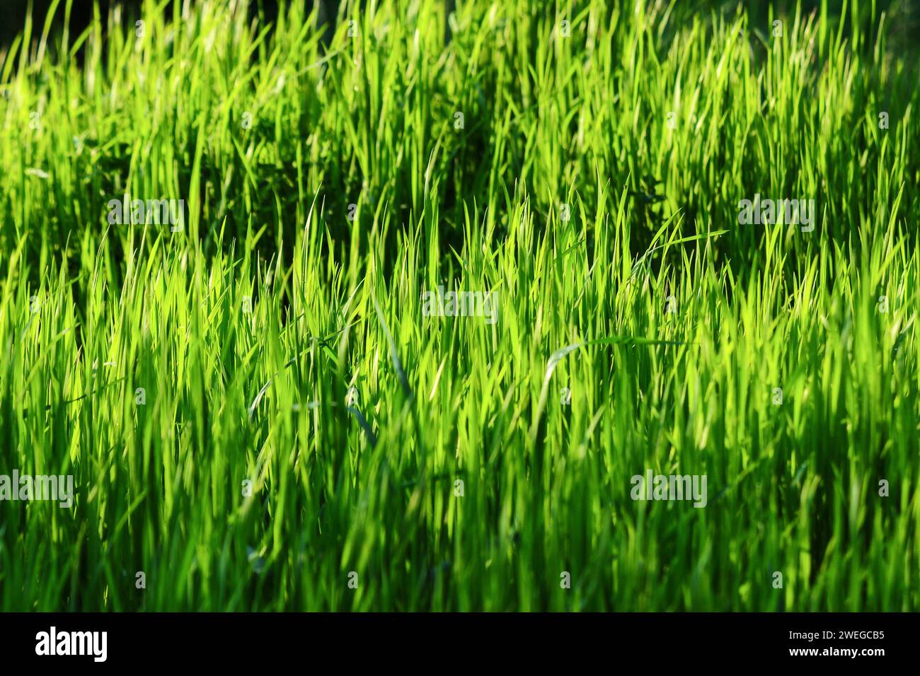 texture of grassy lawn in morning light. nature background of a green ...