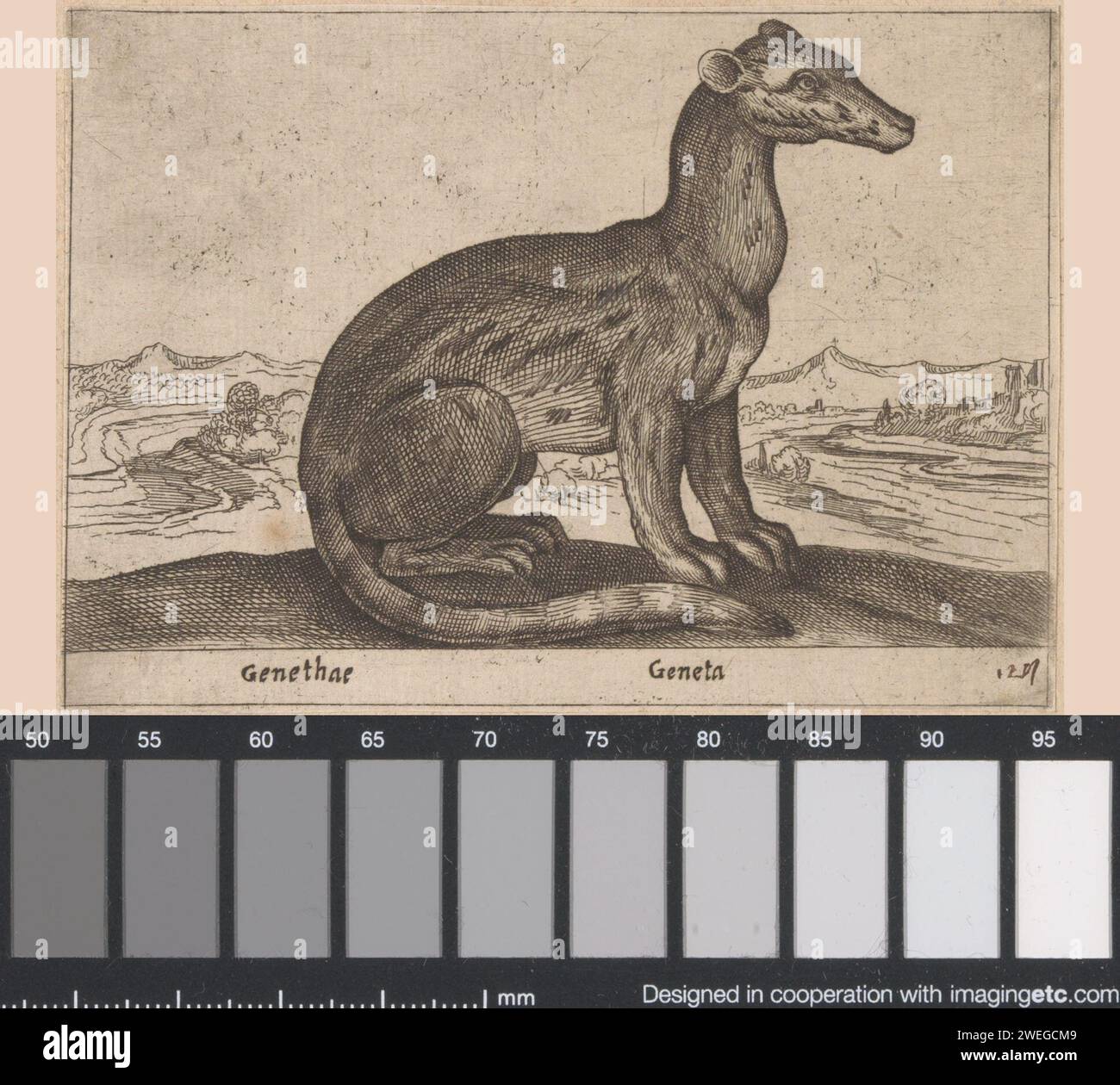 Half cat half -cat, Antonio Tempesta, in or before 1650 print paper ...