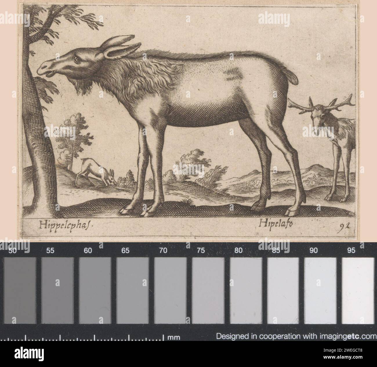 Eland, Antonio Tempesta, in or before 1650 print A moose without ...