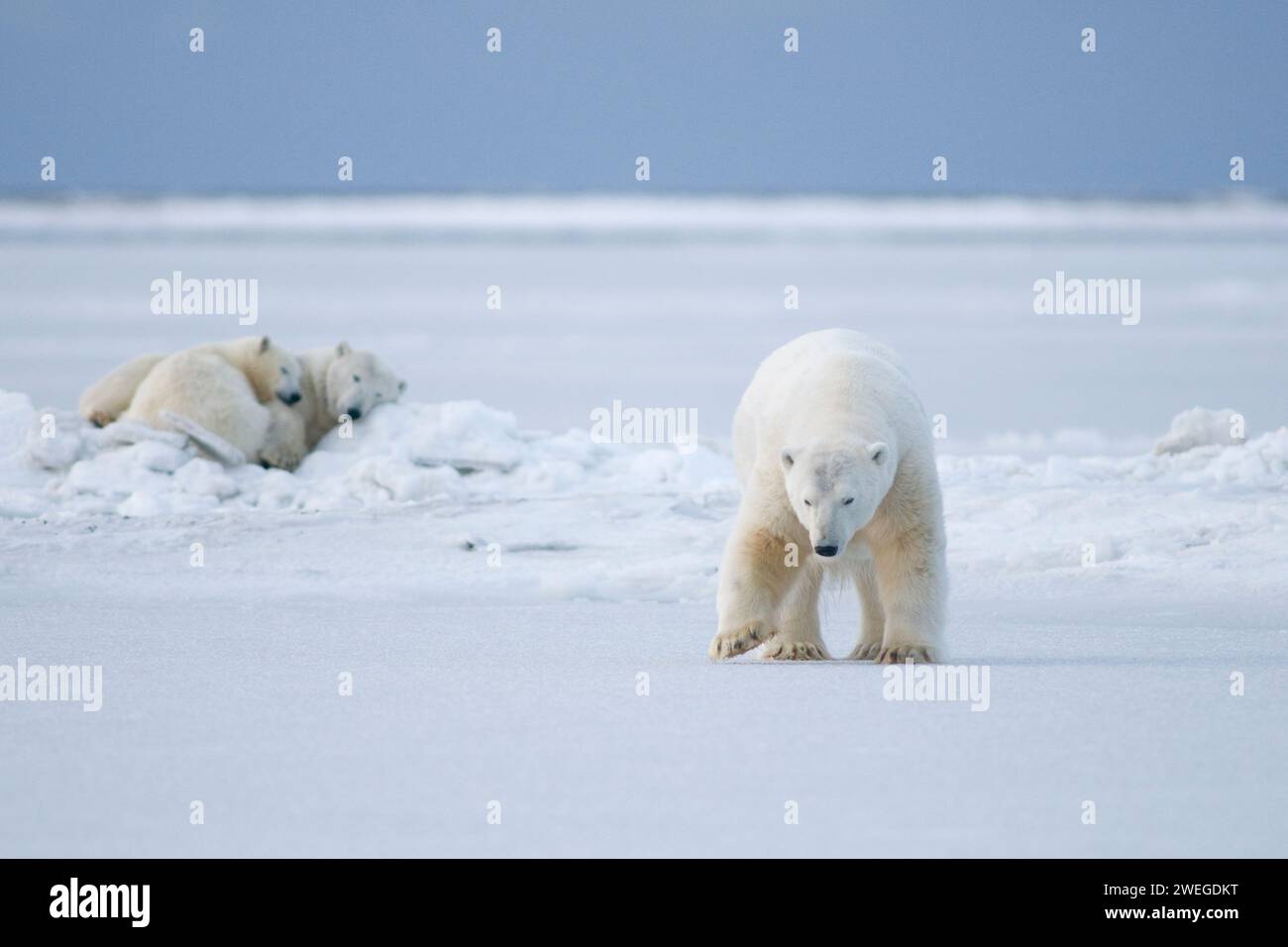 polar bears, Ursus maritimus, boar walks over newly formed pack ice in ...