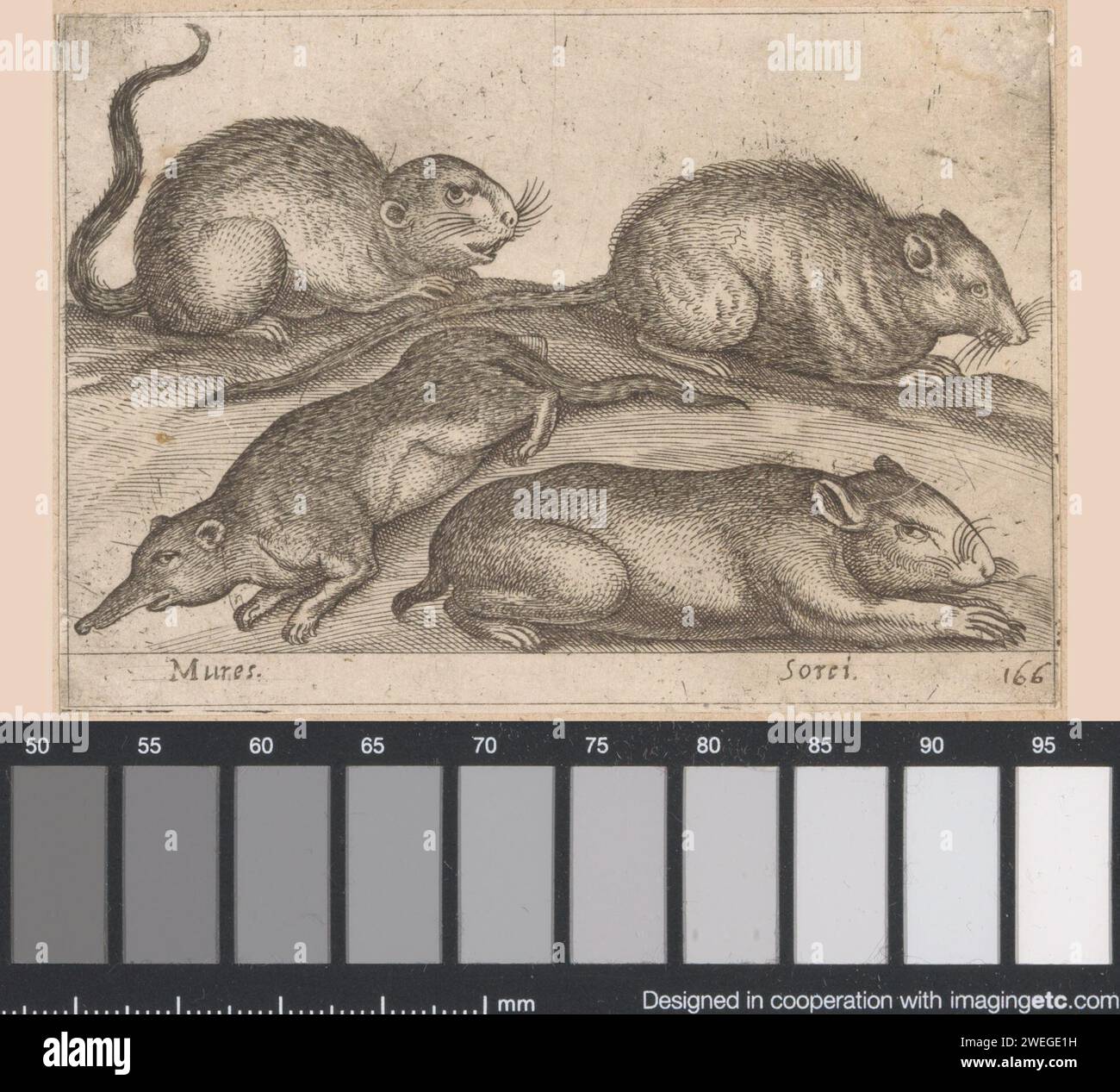 Four different types of rats, Antonio Tempesta, in or before 1650 print ...