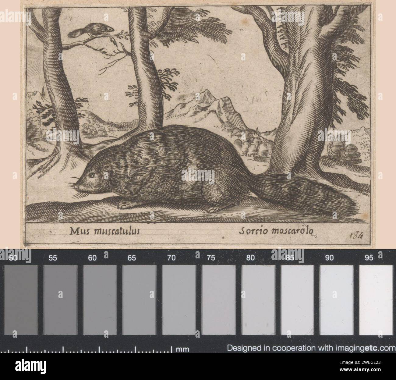 Muskusrat hi-res stock photography and images - Alamy