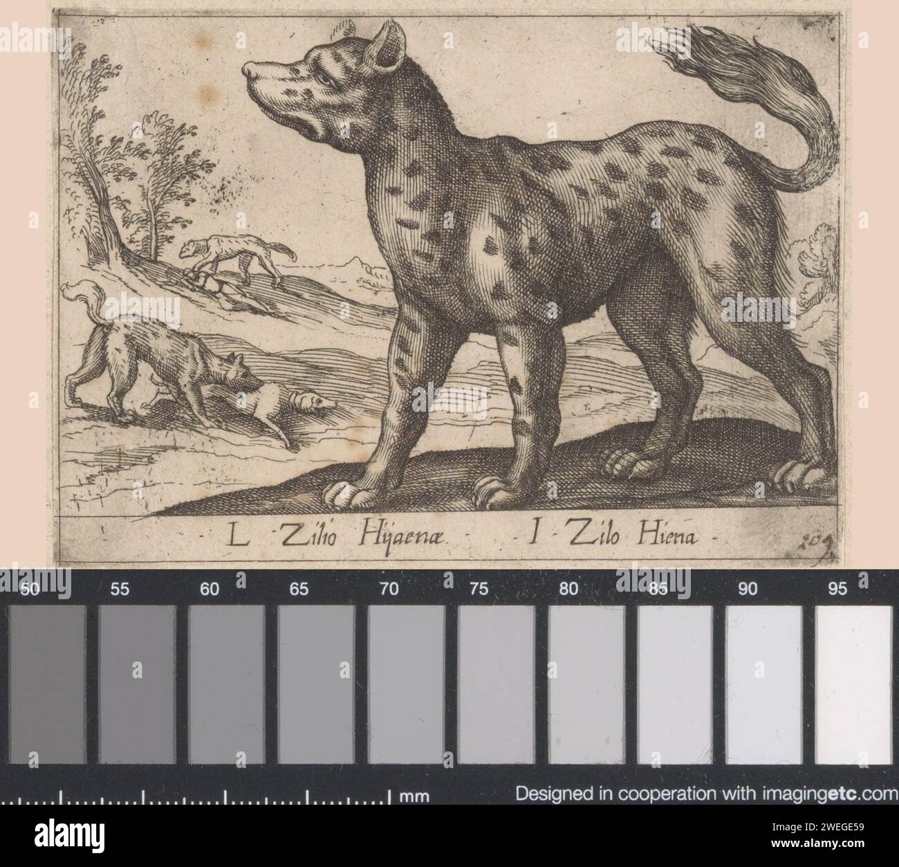 Hyena, Antonio Tempesta, in Or Before 1650 print A hyena in a landscape ...