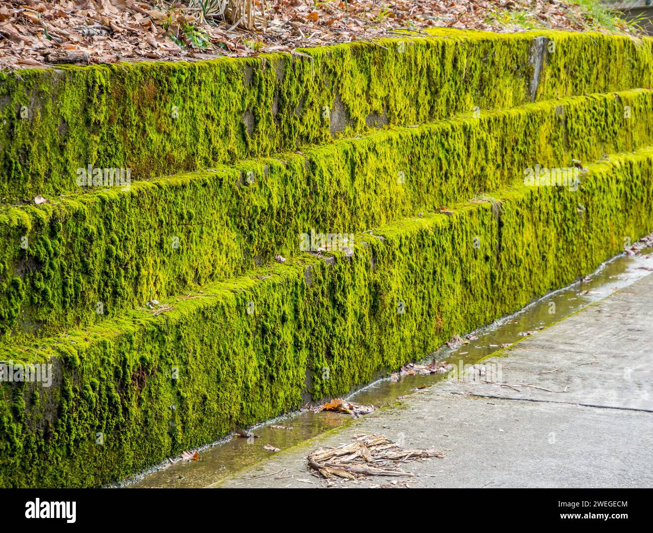 Retaining wall covered with moss Stock Photo - Alamy