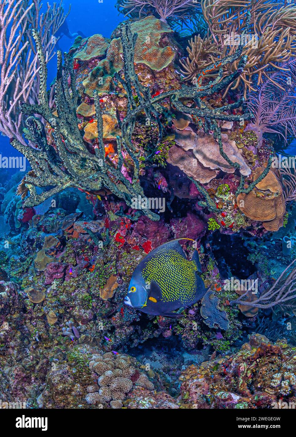 French angelfish,Pomacanthus paru is a species of marine ray-finned ...