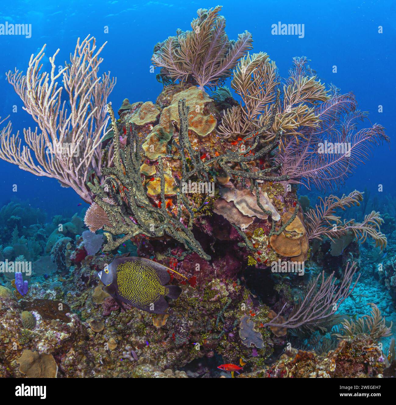 French angelfish,Pomacanthus paru is a species of marine ray-finned ...