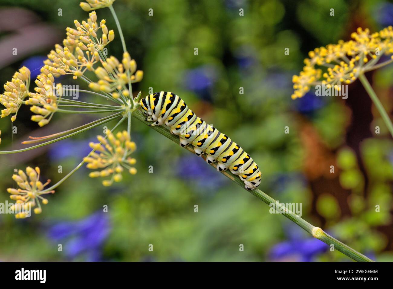 Members of the order lepidoptera hi-res stock photography and images ...