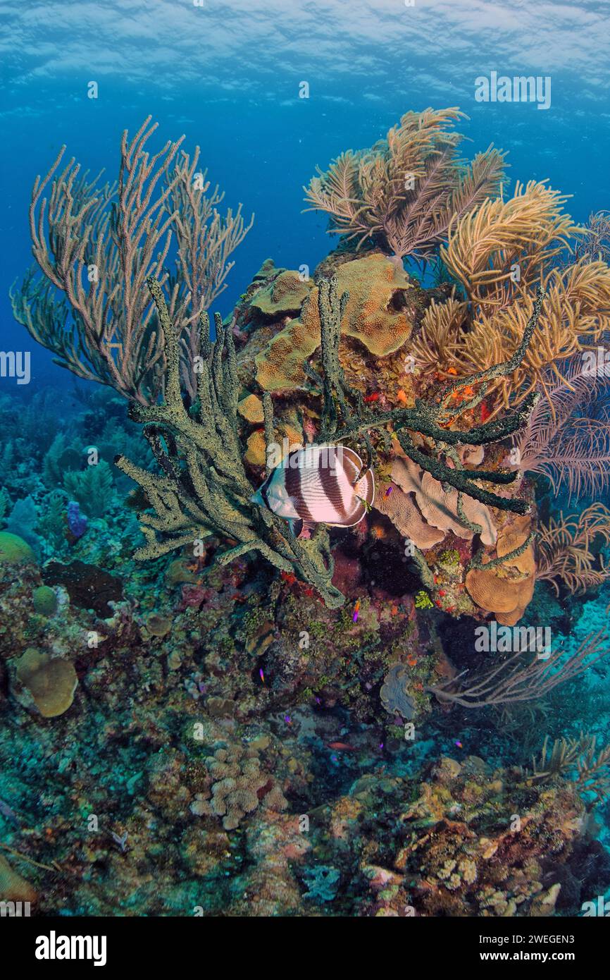 French angelfish,Pomacanthus paru is a species of marine ray-finned ...