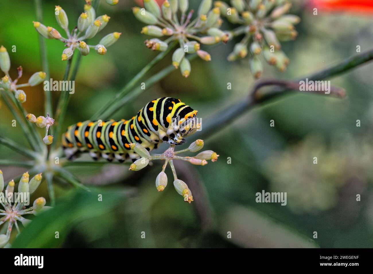 Caterpillars are the larval stage of members of the order Lepidoptera ...