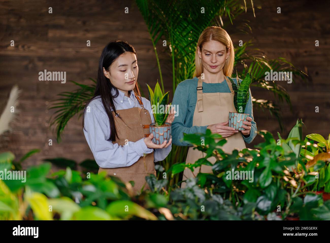 Asian and Caucasian female florists plant store owners working taking ...