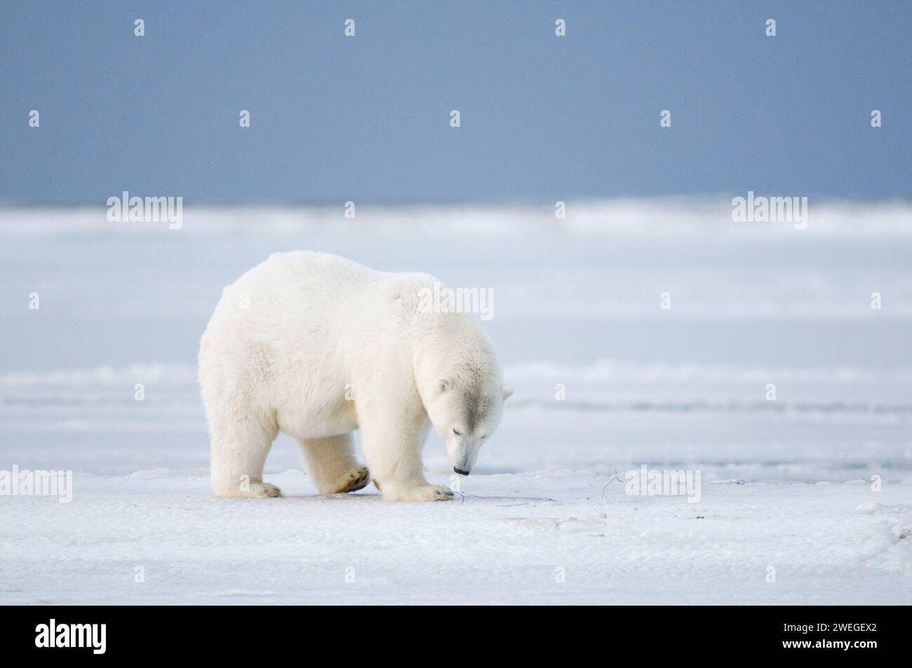 polar bear, Ursus maritimus, boar walks along the arctic coast in ...