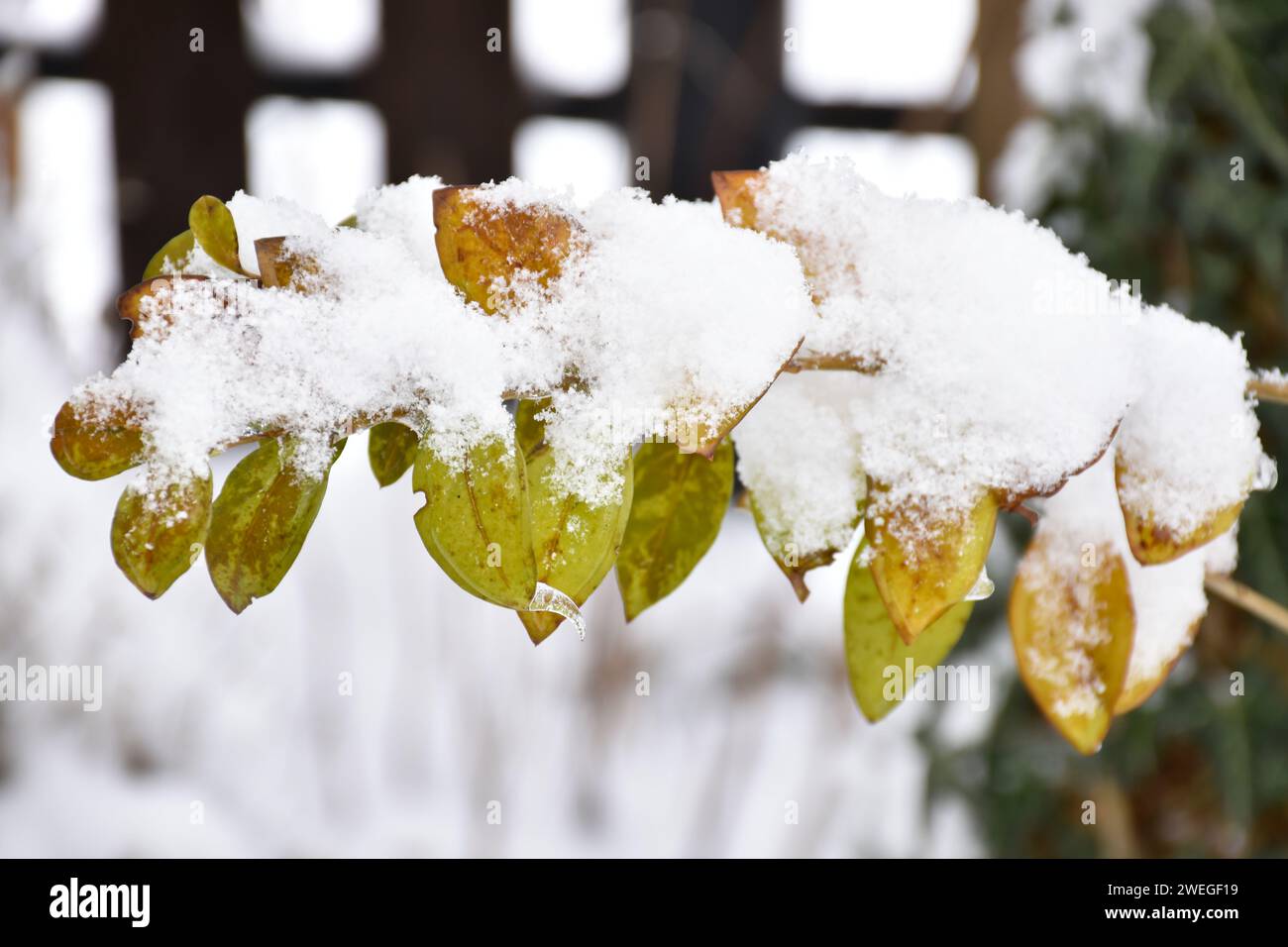 Frost leaves nature background hi-res stock photography and images - Alamy