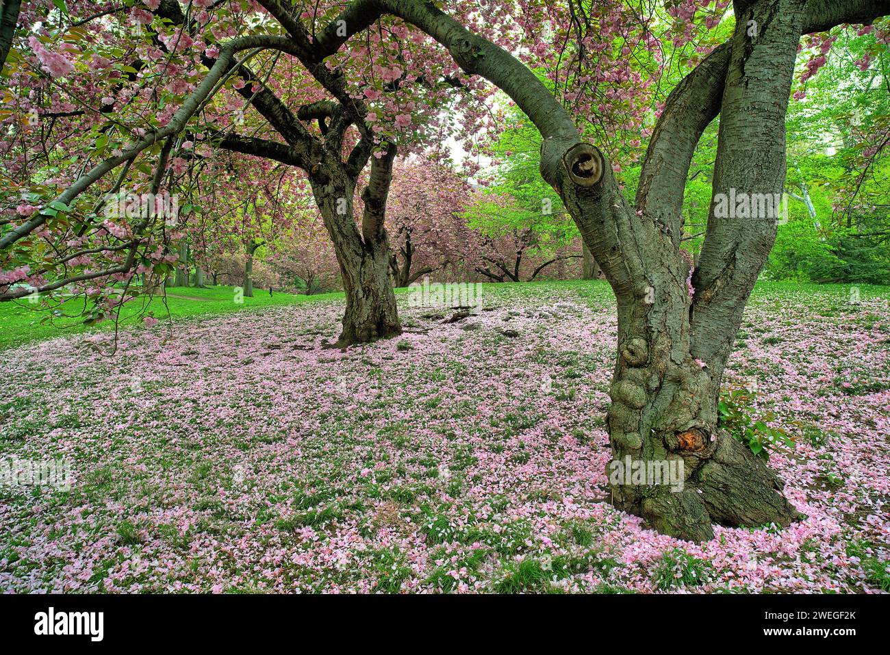 Spring in Central Park, New York City with Japanese cherry tree in full ...