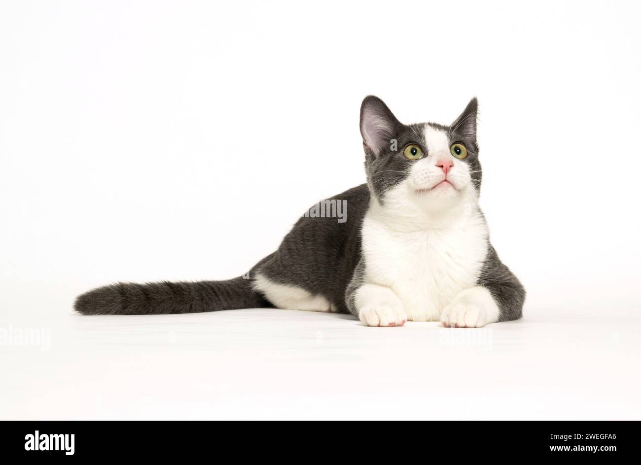 Gray and white cat isolated on white background laying down and looking ...