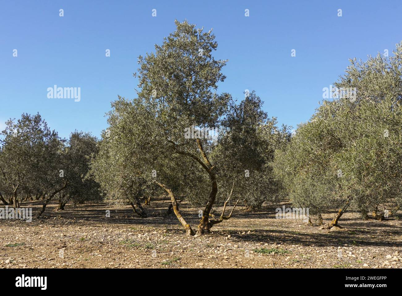 Olive tree spain hi-res stock photography and images - Alamy