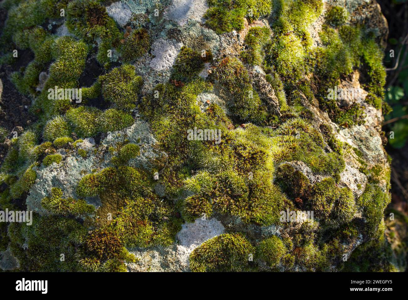 Rocks covered with moss mountains.Spain Stock Photo - Alamy
