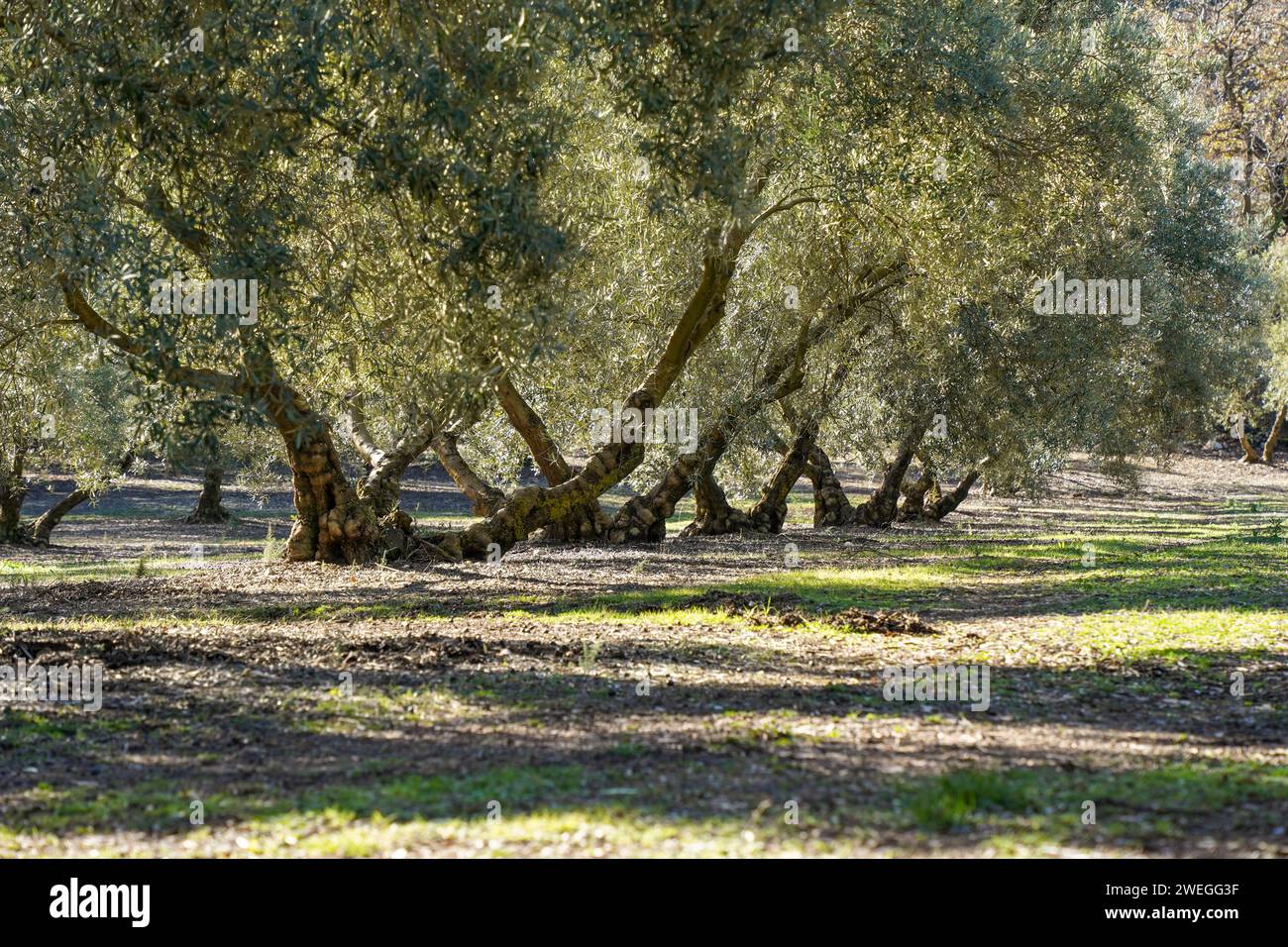 Olive trees, olive tree, mediterranean, Andalusia, Spain Stock Photo ...