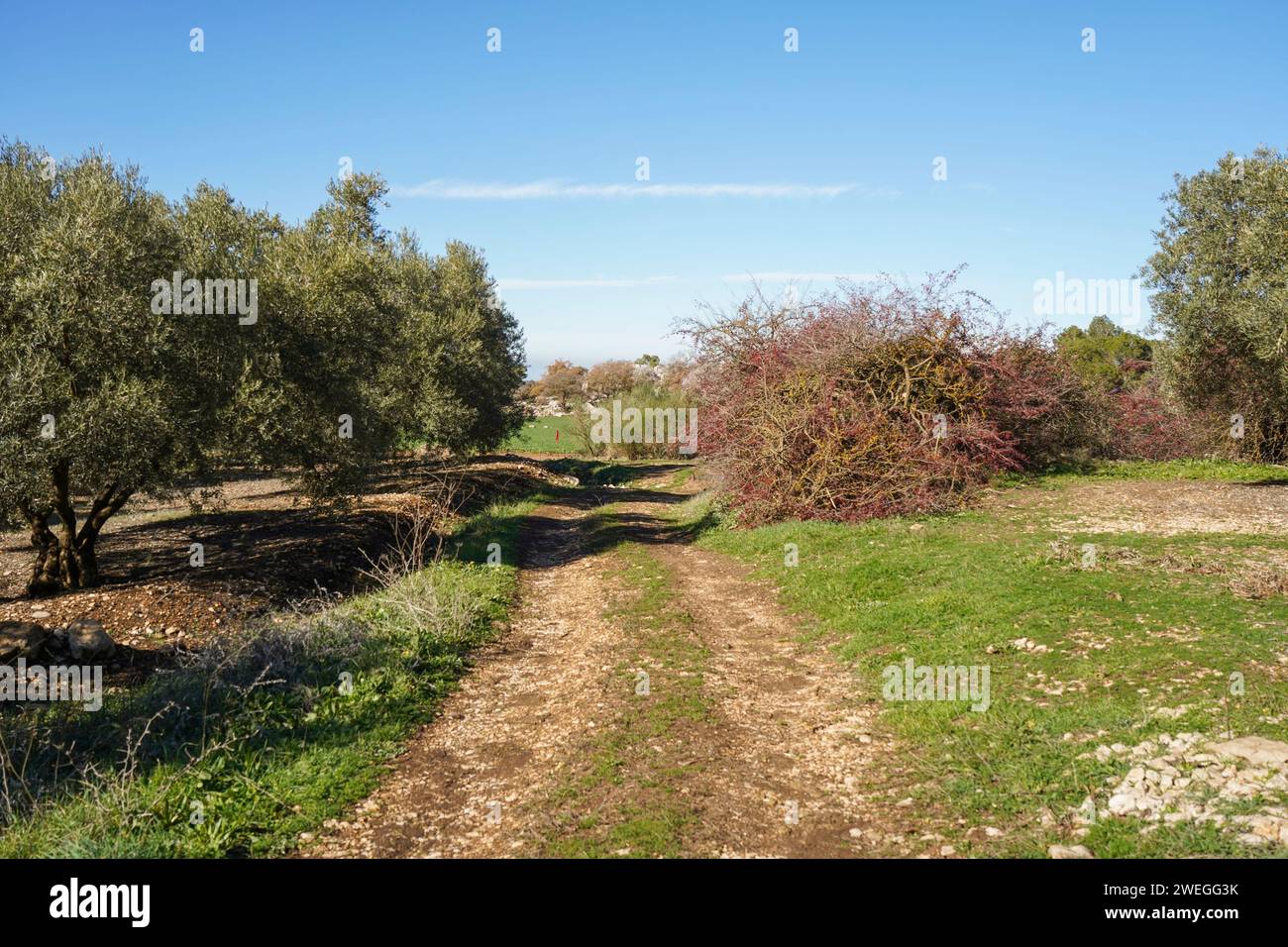 Olive trees, olive tree, mediterranean, Andalusia, Spain Stock Photo ...
