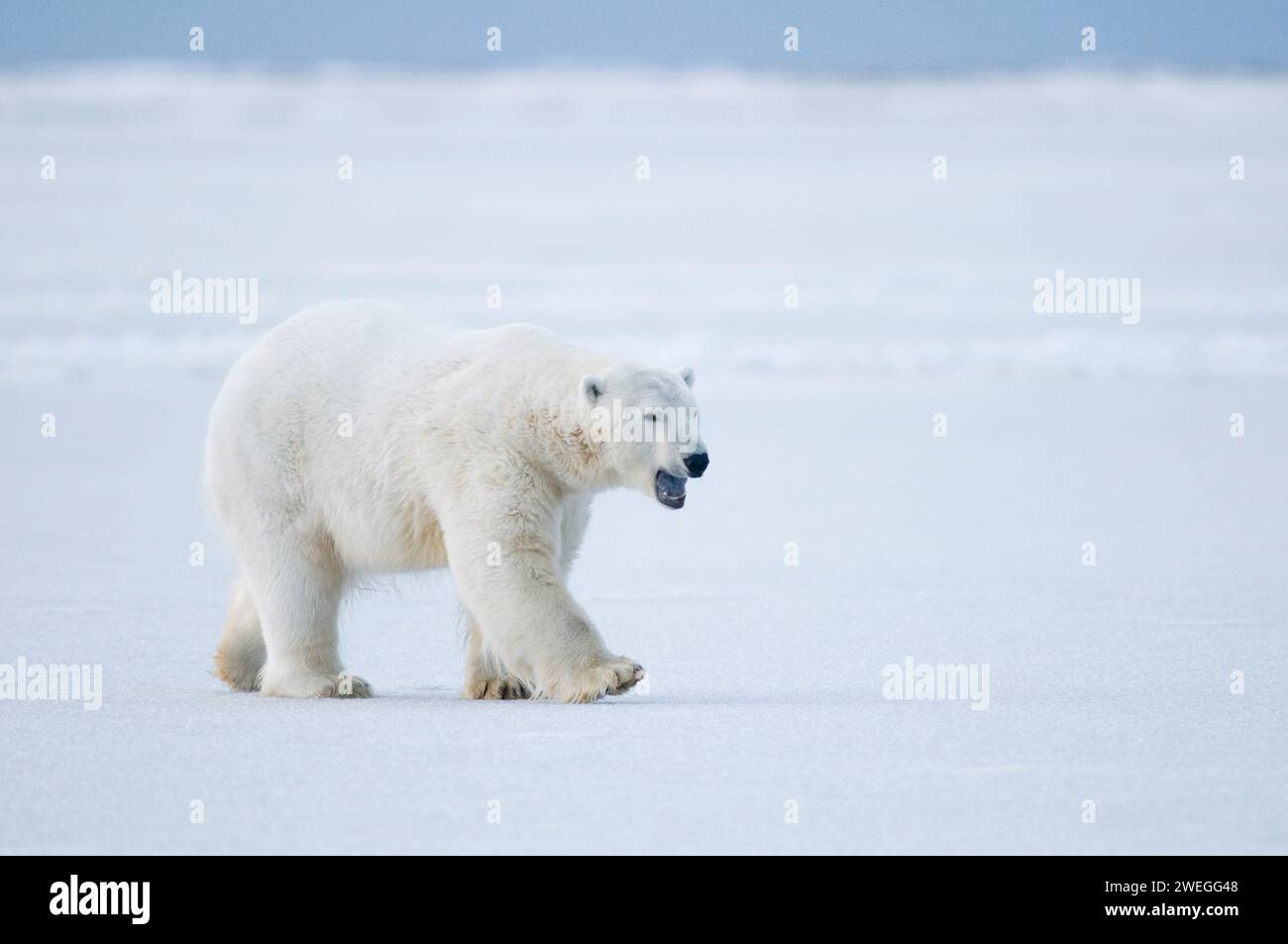 polar bear, Ursus maritimus, nervous adult boar walks on newly formed ...