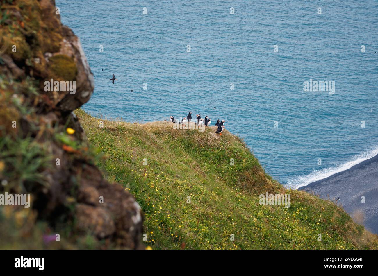 Majestic view of a puffin colony on a coastal cliff, seabirds near their nests, in burrows in ...