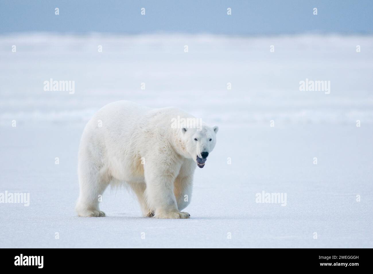 polar bear, Ursus maritimus, nervous adult boar walks on newly formed ...