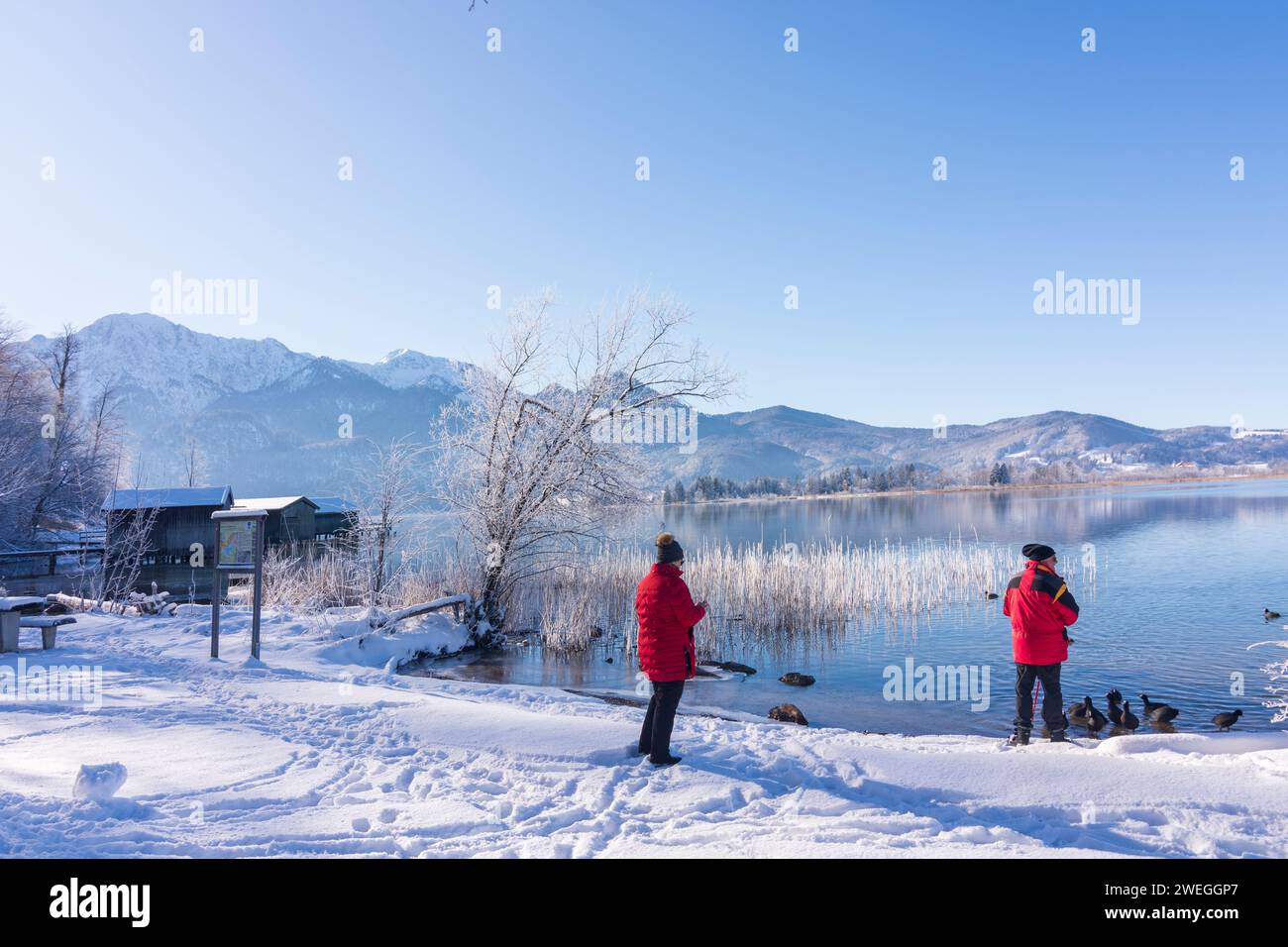 Kochel am See: lake Kochelsee, snow, hoarfrost, people feeding waterbirds in Oberbayern, Tölzer ...