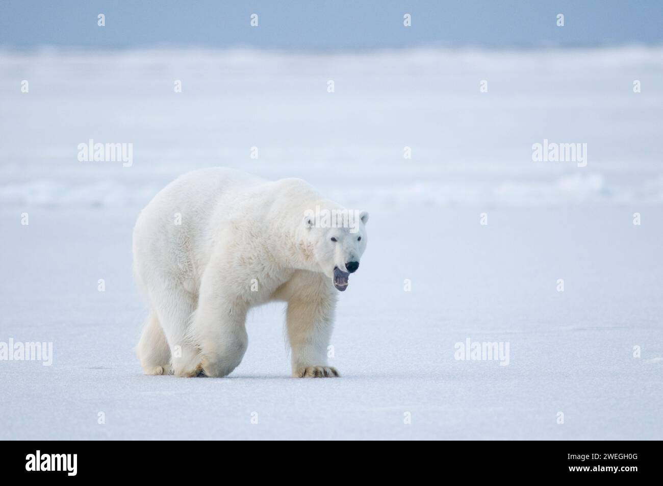 polar bear, Ursus maritimus, nervous adult boar walks on newly formed ...