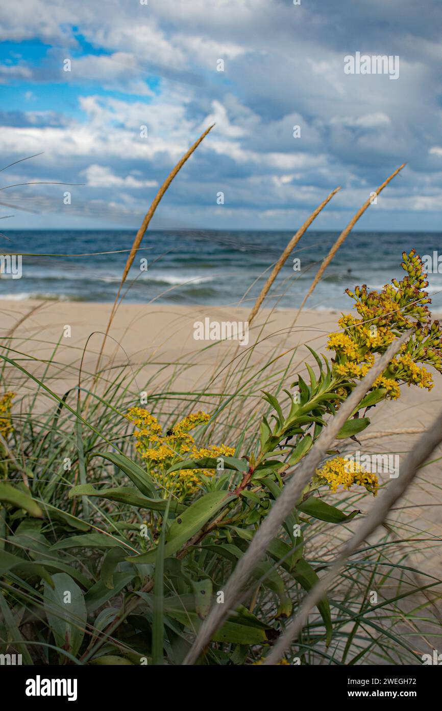 Cape Cod Beach Stock Photo - Alamy