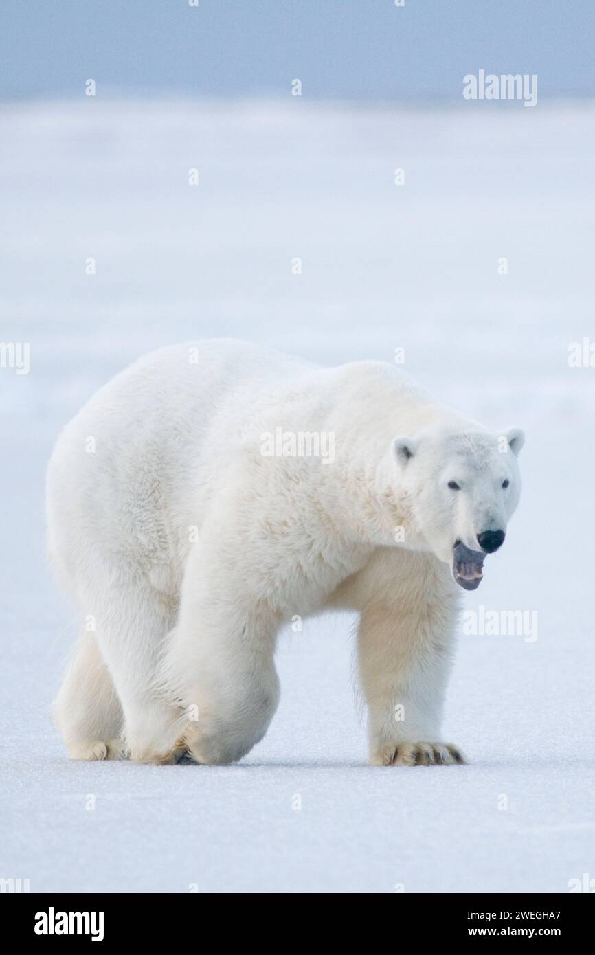 polar bear, Ursus maritimus, nervous adult boar walks on newly formed ...