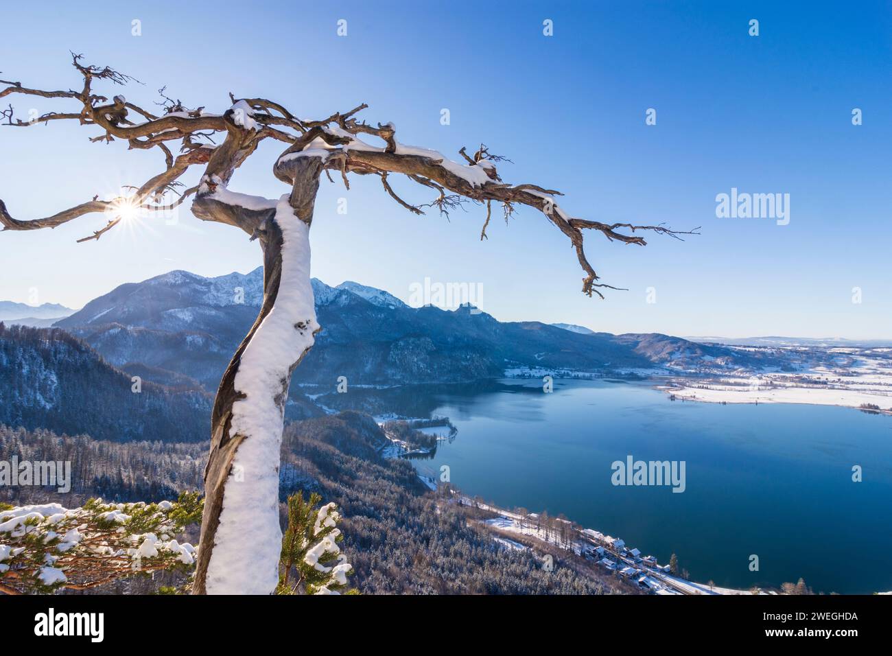 Kochel am See: lake Kochelsee, mountain Herzogstand, dead tree, snow in Oberbayern, Tölzer Land ...