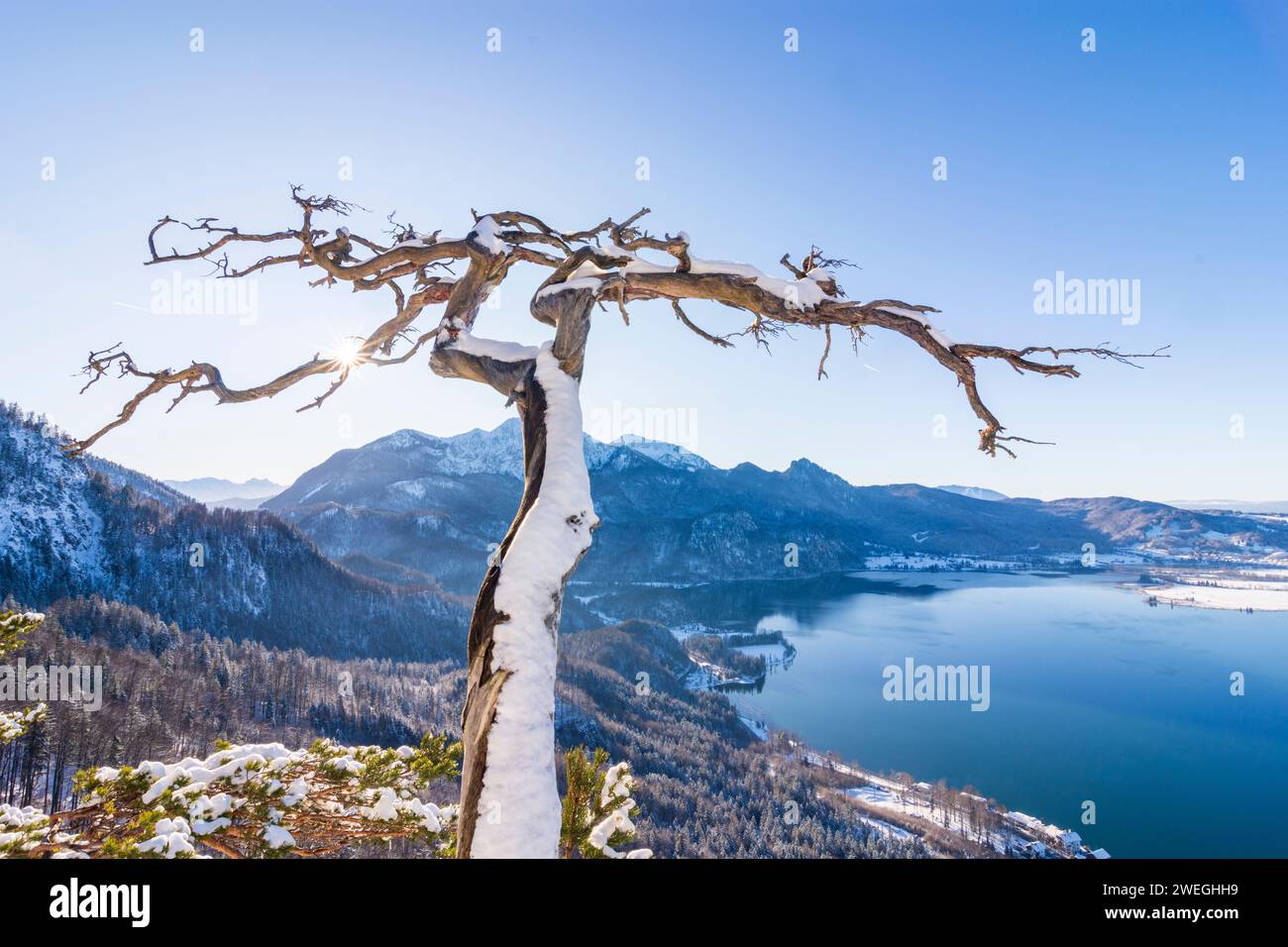 Kochel am See: lake Kochelsee, mountain Herzogstand, dead tree, snow in Oberbayern, Tölzer Land ...