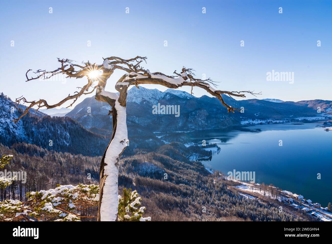 Kochel am See: lake Kochelsee, mountain Herzogstand, dead tree, snow in Oberbayern, Tölzer Land ...