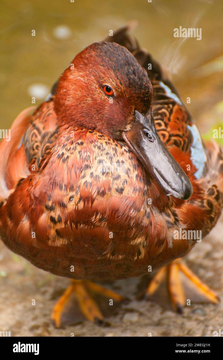 Duck, Woodland Park Zoo, Seattle, Washington Stock Photo - Alamy