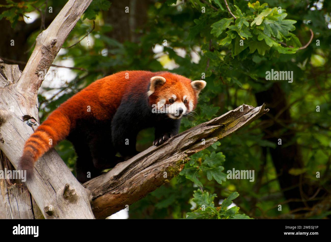 Red panda (Ailurus fulgens), Woodland Park Zoo, Seattle, Washington ...