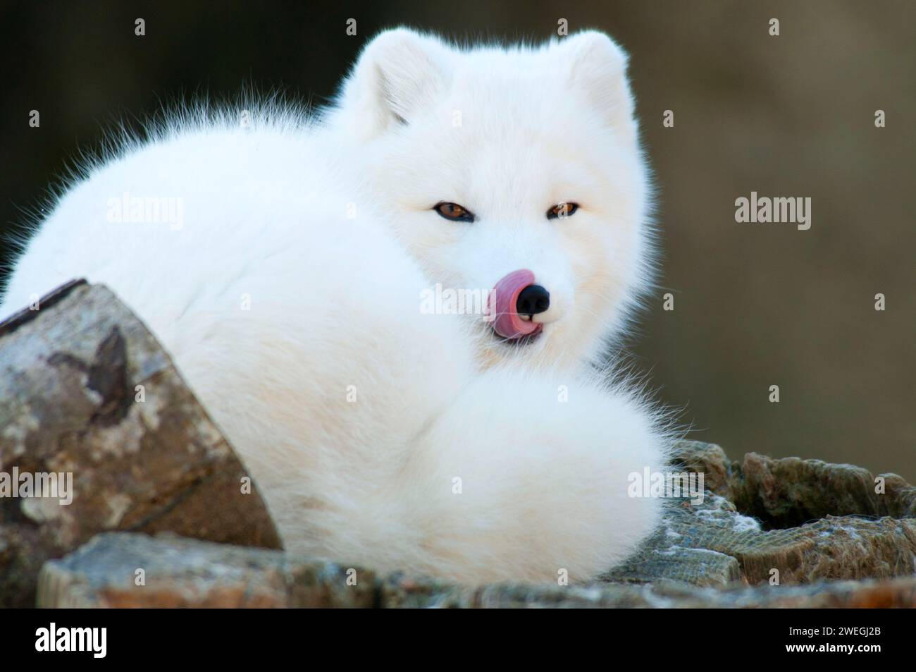 Arctic fox, Point Defiance Zoo and Aquarium, Point Defiance Park ...
