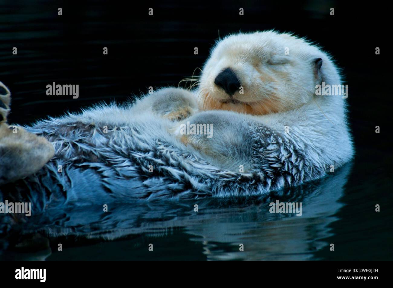 Sea otter, Point Defiance Zoo and Aquarium, Point Defiance Park, Tacoma ...