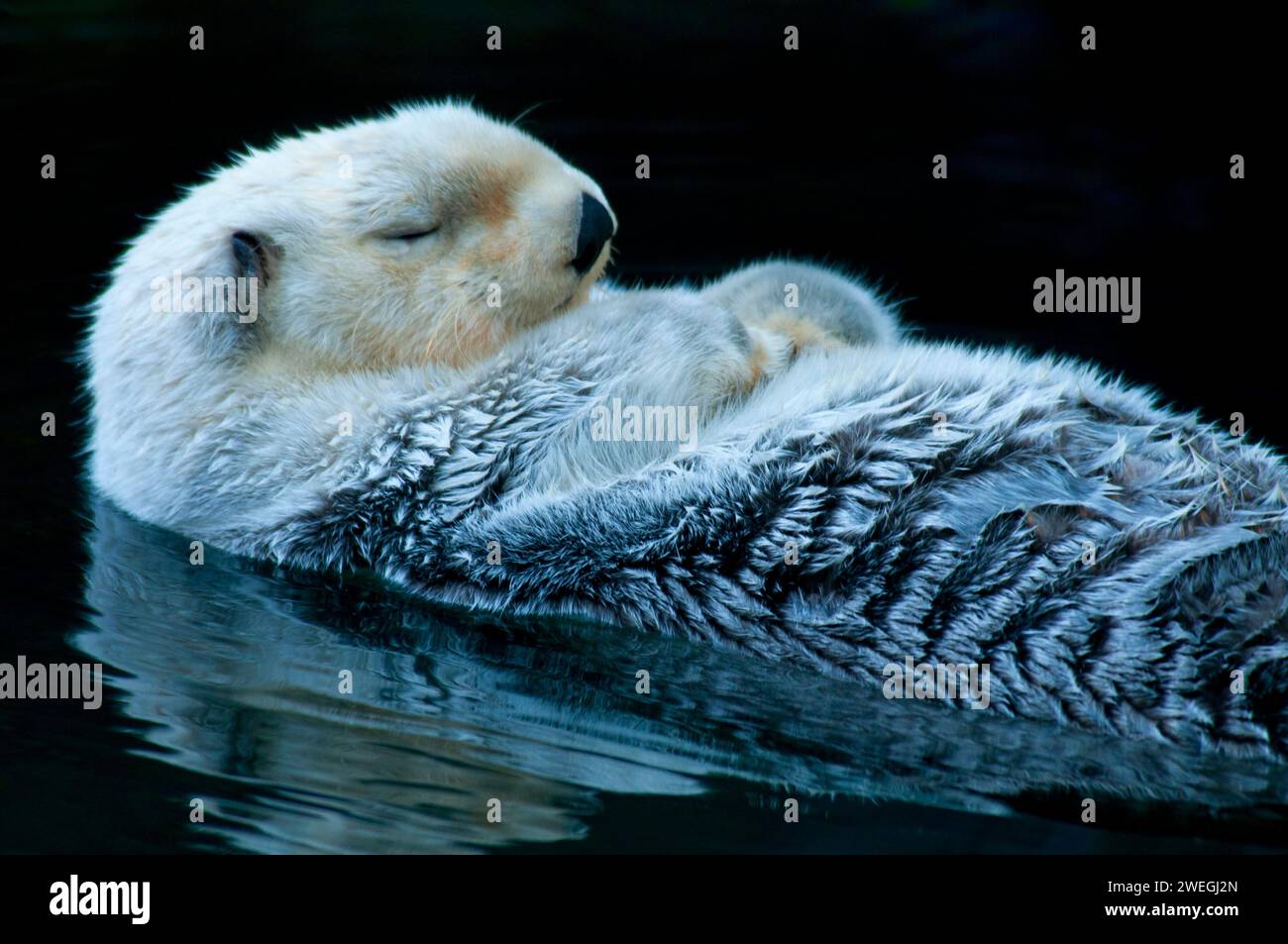 Sea otter, Point Defiance Zoo and Aquarium, Point Defiance Park, Tacoma ...