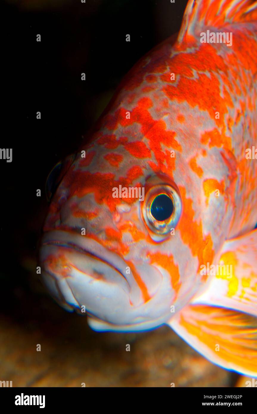 Canary rockfish (Sebastes pinniger), Point Defiance Zoo and Aquarium ...